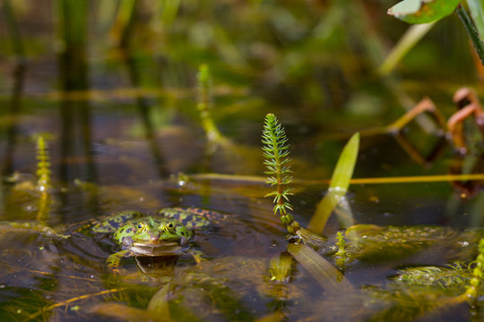 Laich bilder – Bläddra bland 1,749 stockfoton, vektorer och videor ...