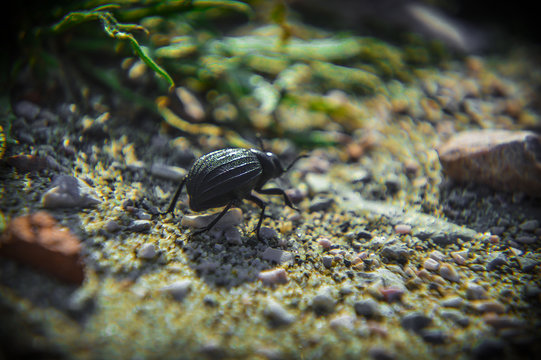 รูปภาพScarabeo – เลือกดูภาพถ่ายสต็อก เวกเตอร์ และวิดีโอ412 | Adobe Stock