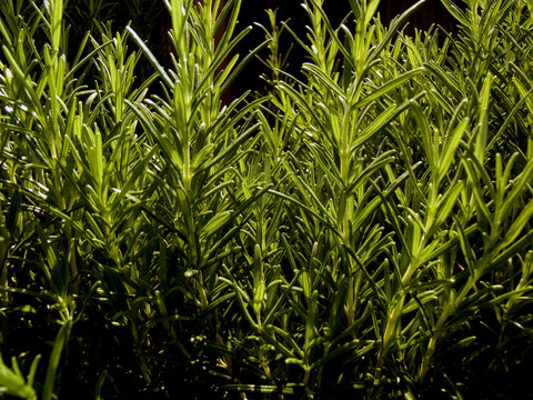 Krydda Bilder – Durchsuchen 69 Archivfotos, Vektorgrafiken und Videos ...