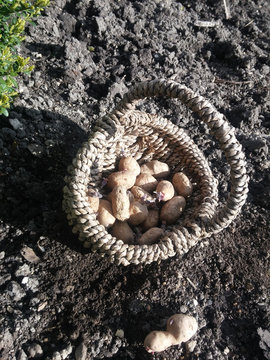 Keimend bilder – Bläddra bland 116 stockfoton, vektorer och videor ...