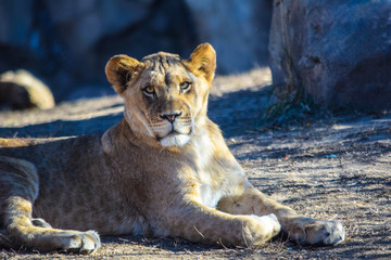 Lion photos, royalty-free images, graphics, vectors & videos | Adobe Stock