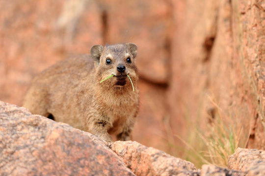 Borsuk Images – Browse 60 Stock Photos, Vectors, and Video | Adobe Stock