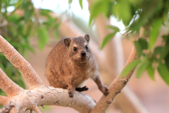 Borsuk Images – Browse 60 Stock Photos, Vectors, and Video | Adobe Stock