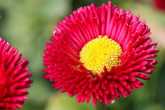 "Red Daisy" Images – Browse 197 Stock Photos, Vectors, and Video ...