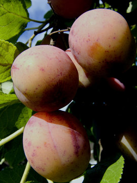 Plommon Images – Browse 20 Stock Photos, Vectors, and Video | Adobe Stock