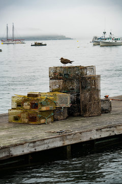 Seaguill Images – Browse 3 Stock Photos, Vectors, and Video | Adobe Stock