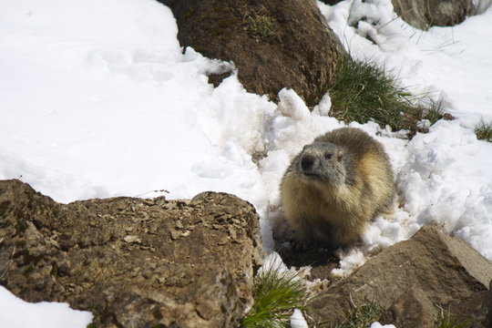 Imagens de Topolone – Explore Fotografias do Stock, Vetores e Vídeos de ...