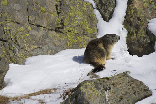 「Topolone」の画像 - 243 件の Stock 写真、ベクターおよびビデオ | Adobe Stock