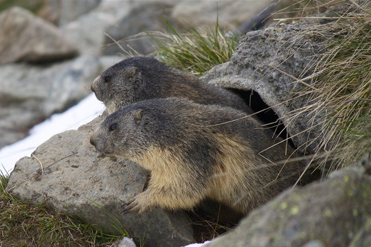 Topolone Bilder – Durchsuchen 243 Archivfotos, Vektorgrafiken und ...