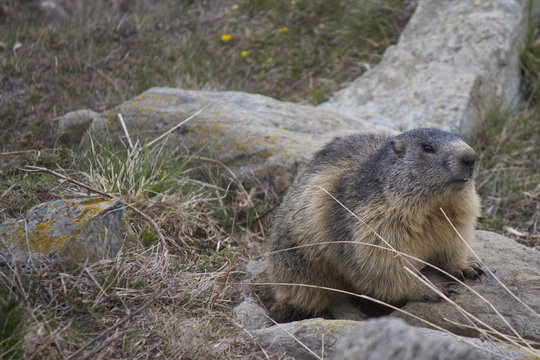 「Topolone」の画像 - 243 件の Stock 写真、ベクターおよびビデオ | Adobe Stock