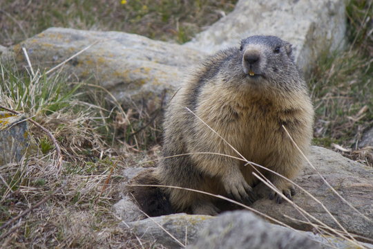 「Topolone」の画像 - 243 件の Stock 写真、ベクターおよびビデオ | Adobe Stock