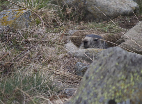 「Topolone」の画像 - 243 件の Stock 写真、ベクターおよびビデオ | Adobe Stock