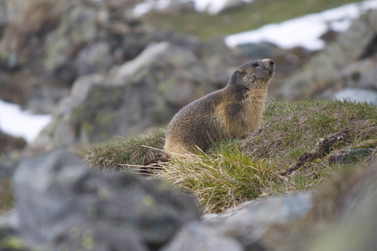「Topolone」の画像 - 243 件の Stock 写真、ベクターおよびビデオ | Adobe Stock