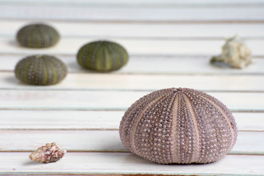 Seeigelskelett Bilder – Durchsuchen 275 Archivfotos, Vektorgrafiken und ...