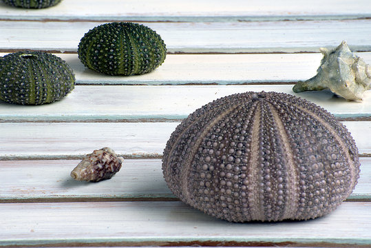 Seeigelskelett Bilder – Durchsuchen 275 Archivfotos, Vektorgrafiken und ...