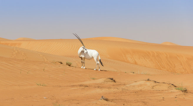 "White Oryx" Images – Browse 1,996 Stock Photos, Vectors, and Video ...