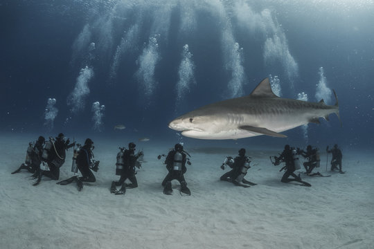 รูปภาพShark – เลือกดูภาพถ่ายสต็อก เวกเตอร์ และวิดีโอ364,523 | Adobe Stock