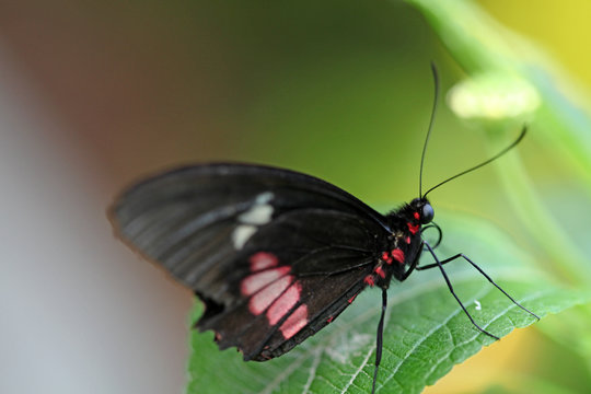 รูปภาพVoleter – เลือกดูภาพถ่ายสต็อก เวกเตอร์ และวิดีโอ165 | Adobe Stock