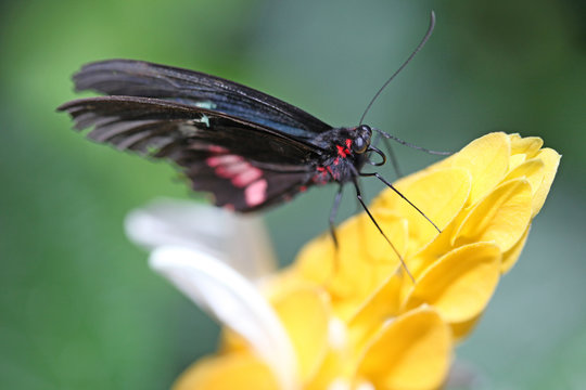 รูปภาพVoleter – เลือกดูภาพถ่ายสต็อก เวกเตอร์ และวิดีโอ165 | Adobe Stock