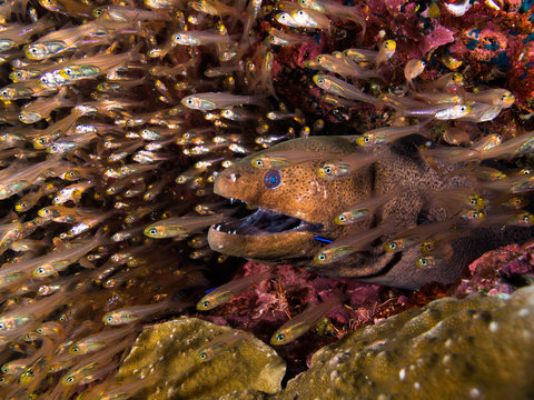 รูปภาพ"Glassfish – เลือกดูภาพถ่ายสต็อก เวกเตอร์ และวิดีโอ1,561 | Adobe ...