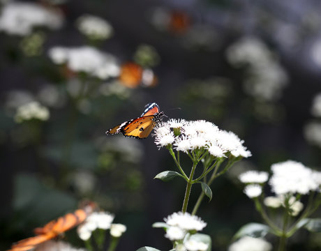 Voleter 이미지 – 찾아보기 169 스톡 사진, 벡터 및 비디오 | Adobe Stock