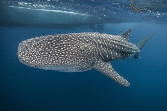 Walfisch Bilder – Durchsuchen 85,213 Archivfotos, Vektorgrafiken und ...