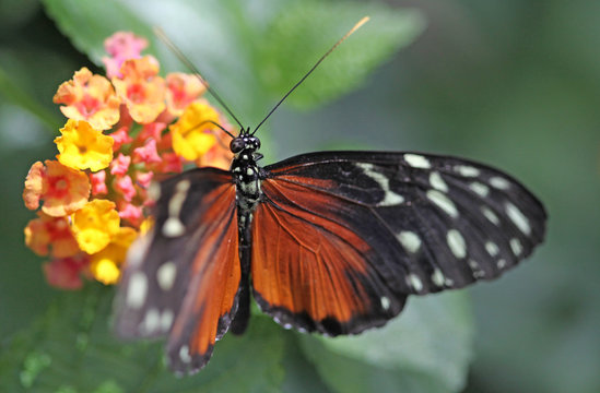 รูปภาพVoleter – เลือกดูภาพถ่ายสต็อก เวกเตอร์ และวิดีโอ165 | Adobe Stock