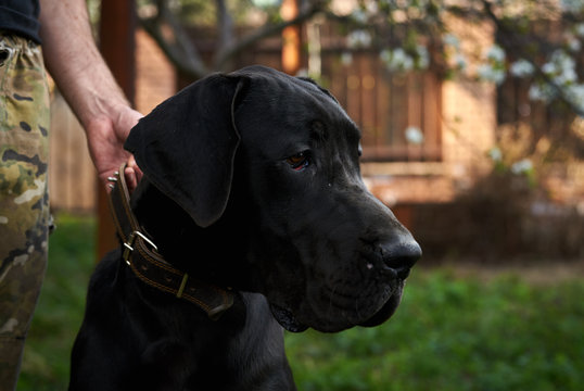 รูปภาพBoarhound – เลือกดูภาพถ่ายสต็อก เวกเตอร์ และวิดีโอ134 | Adobe Stock