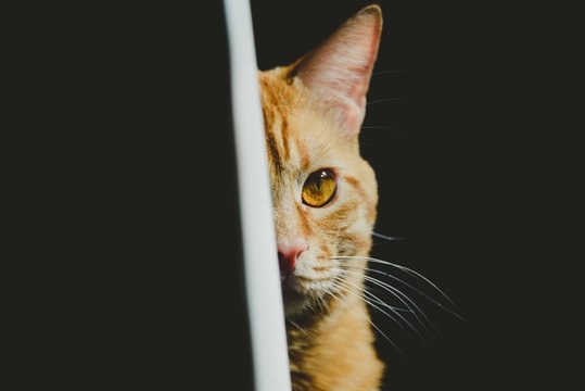 Cunning Cat