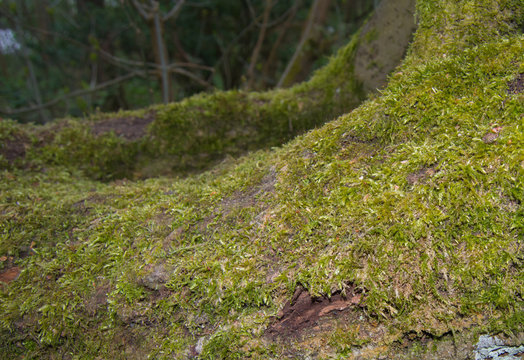 melvito photos, images, assets | Adobe Stock