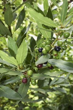 รูปภาพLauro – เลือกดูภาพถ่ายสต็อก เวกเตอร์ และวิดีโอ443 | Adobe Stock