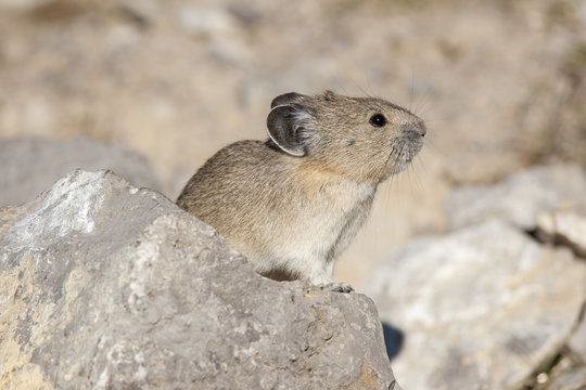 "American Pika" Images – Browse 491 Stock Photos, Vectors, and Video ...