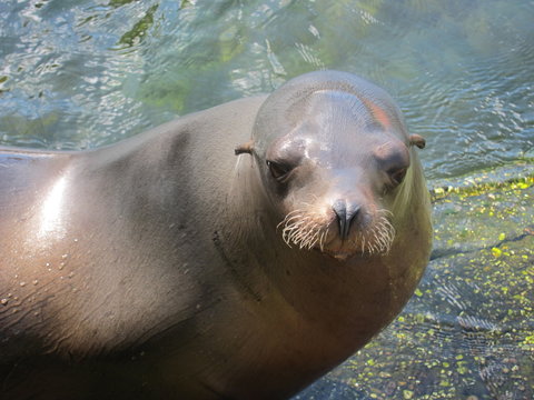 Seerobbe bilder – Bläddra bland 290 stockfoton, vektorer och videor ...