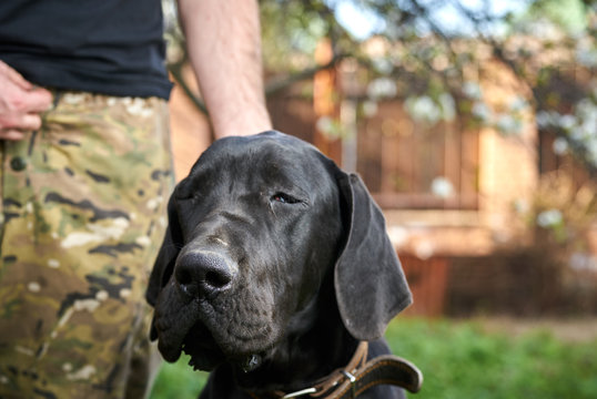รูปภาพBoarhound – เลือกดูภาพถ่ายสต็อก เวกเตอร์ และวิดีโอ121 | Adobe Stock