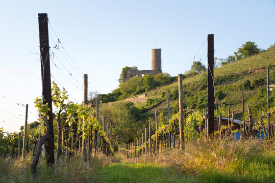 Schriesheim Bilder – Durchsuchen 433 Archivfotos, Vektorgrafiken und ...