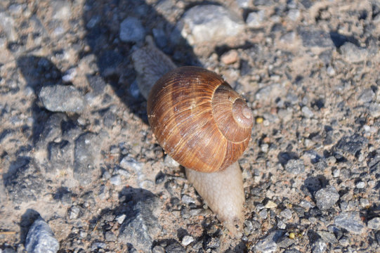 รูปภาพGastropode – เลือกดูภาพถ่ายสต็อก เวกเตอร์ และวิดีโอ339 | Adobe Stock