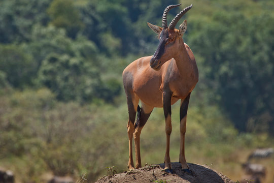 Topi.animal bilder – Bläddra bland 3,212 stockfoton, vektorer och ...