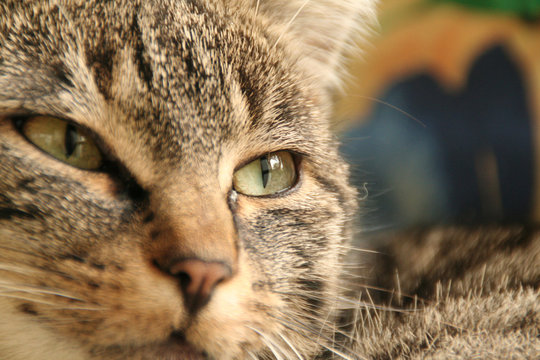 「Tigerkatze」の画像 - 1,059 件の Stock 写真、ベクターおよびビデオ | Adobe Stock