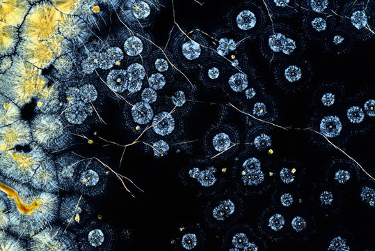 รูปภาพMicrophoto – เลือกดูภาพถ่ายสต็อก เวกเตอร์ และวิดีโอ1,133 | Adobe ...