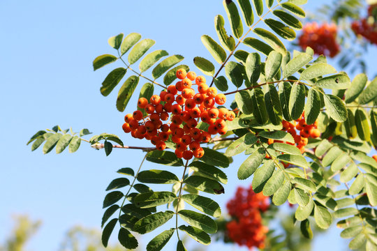 "Sorb Apple" Bilder – Durchsuchen 1,302 Archivfotos, Vektorgrafiken und ...