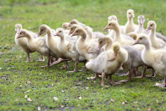 รูปภาพPiskle – เลือกดูภาพถ่ายสต็อก เวกเตอร์ และวิดีโอ115 | Adobe Stock