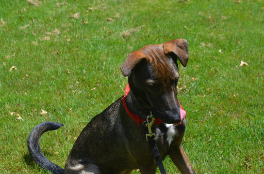 Aruba-Island-Dog Images – Browse 22 Stock Photos, Vectors, and Video ...