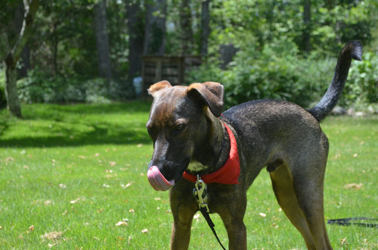 Imágenes de Arubian-Cunucu: descubre bancos de fotos, ilustraciones ...