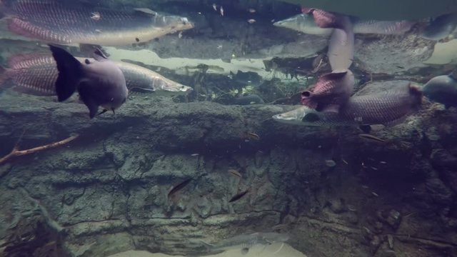 รูปภาพArapaima – เลือกดูภาพถ่ายสต็อก เวกเตอร์ และวิดีโอ641 | Adobe Stock