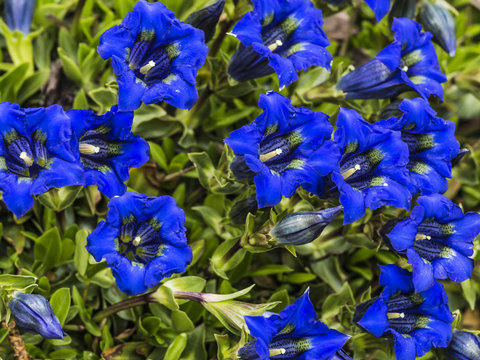 Gentian Images – Browse 8,801 Stock Photos, Vectors, and Video | Adobe ...
