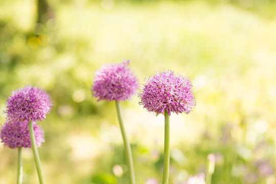 รูปภาพAlium – เลือกดูภาพถ่ายสต็อก เวกเตอร์ และวิดีโอ83,557 | Adobe Stock