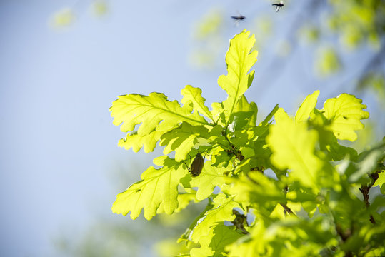 「Oakling」の写真素材 | 40件の無料イラスト画像 | Adobe Stock