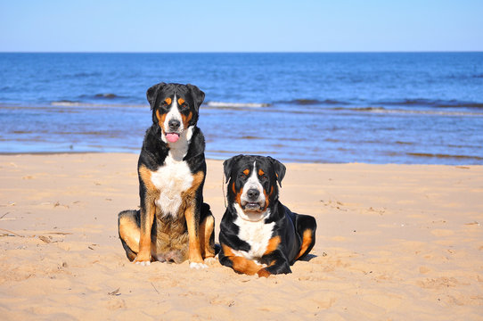 รูปภาพ"Grosser – เลือกดูภาพถ่ายสต็อก เวกเตอร์ และวิดีโอ6,886 | Adobe Stock