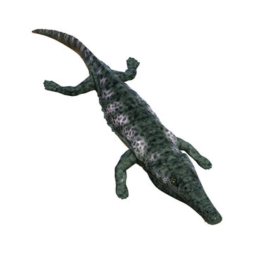 Labyrinthodontia Images – Browse 33 Stock Photos, Vectors, and Video ...