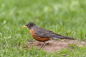 Randy Anderson photos, images, assets | Adobe Stock